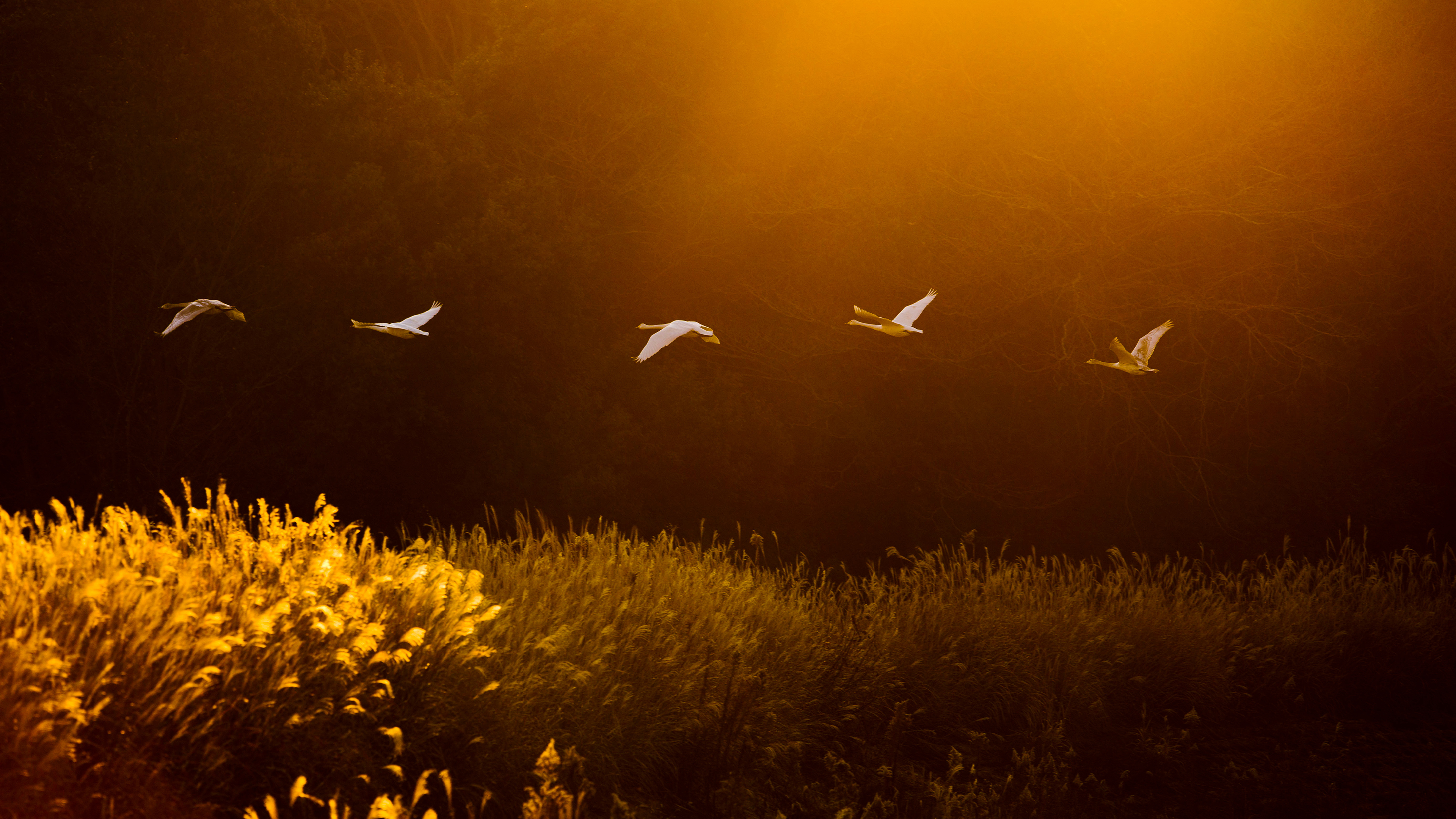 Bing Wallpaper - December 30, 2025 United Kingdom