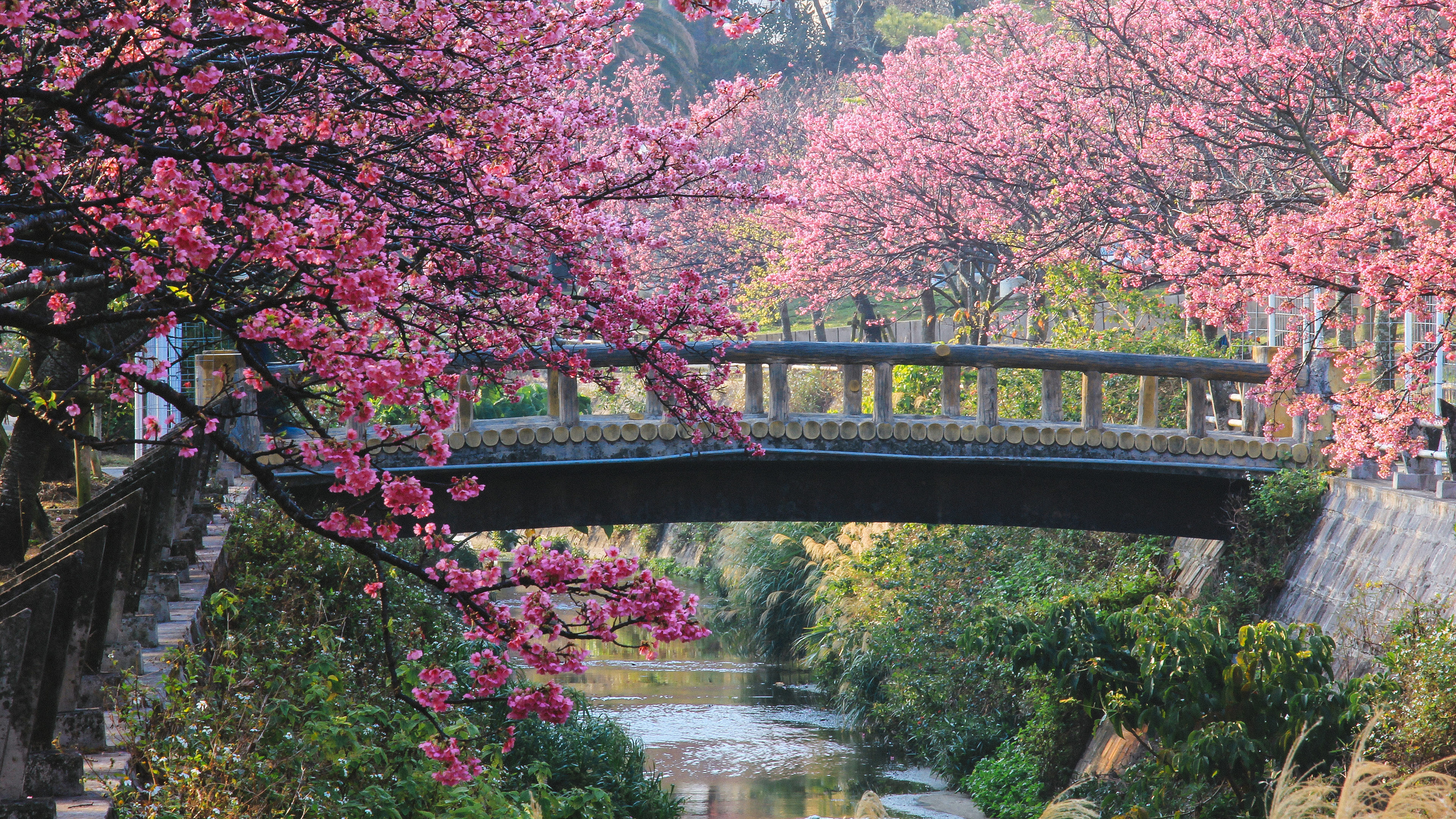 Bing Wallpaper - March 26, 2026 Japan