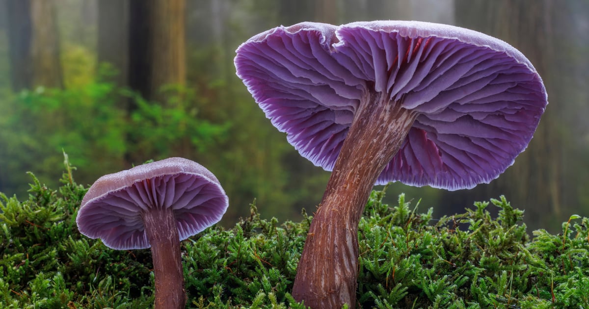 Bing Wallpaper - October 15, 2025 United States