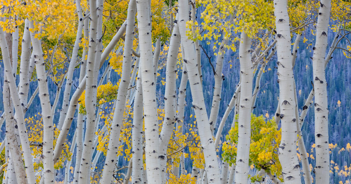 Bing Wallpaper - September 22, 2025 New Zealand