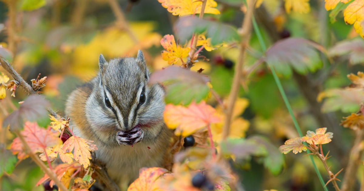 Bing Wallpaper - September 26, 2025 Canada