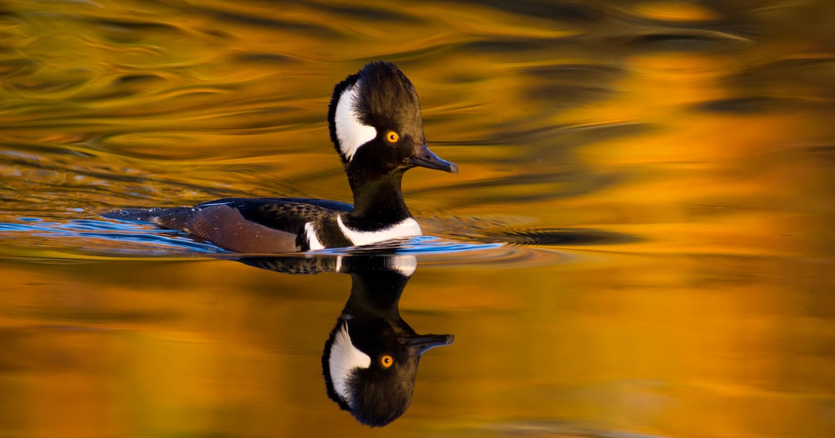 Bing Wallpaper - November 17, 2025 Japan