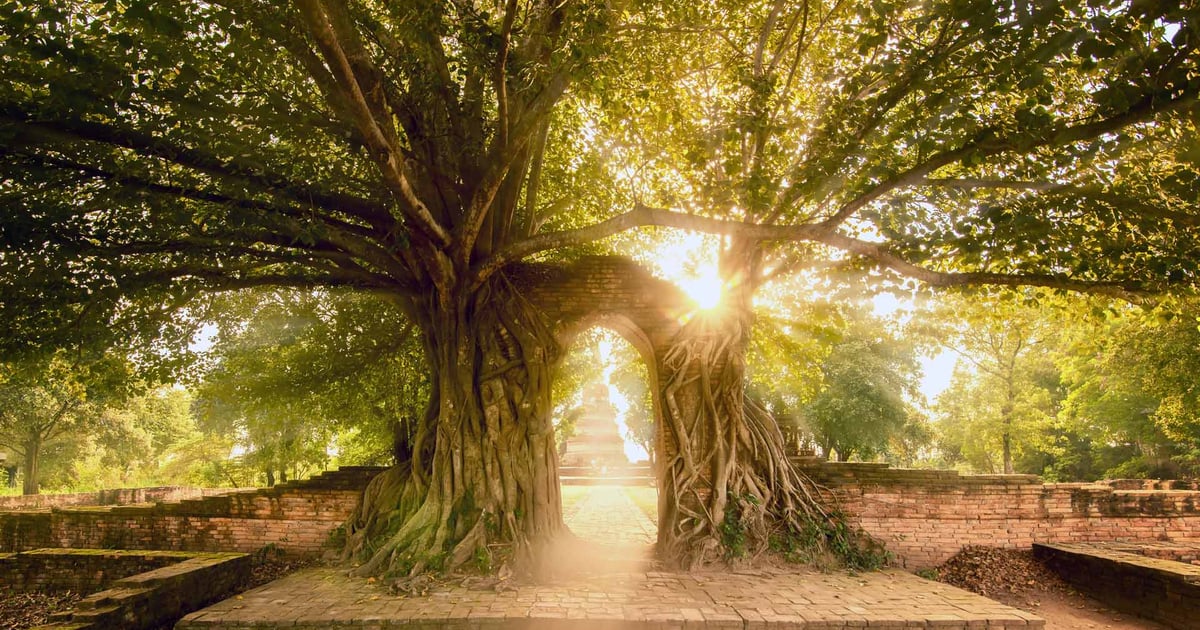 Bing Wallpaper - March 13, 2024 India