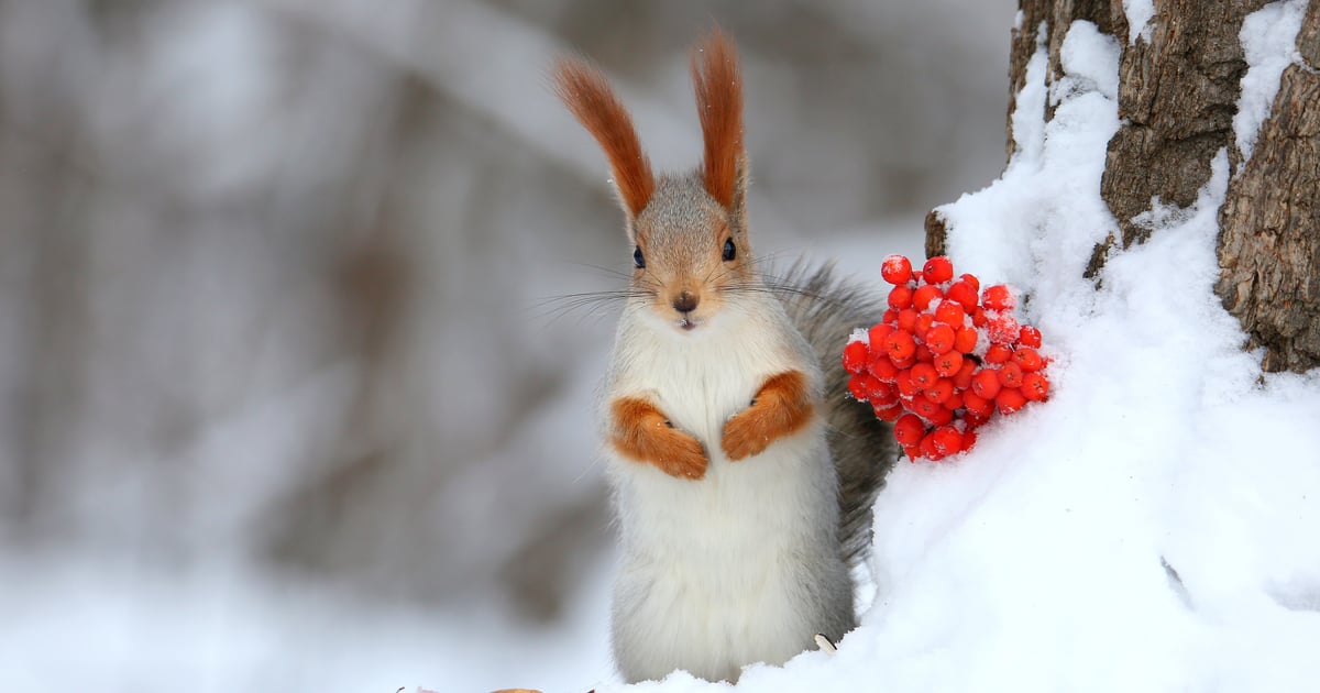 Bing Wallpaper - January 21, 2026 Worldwide