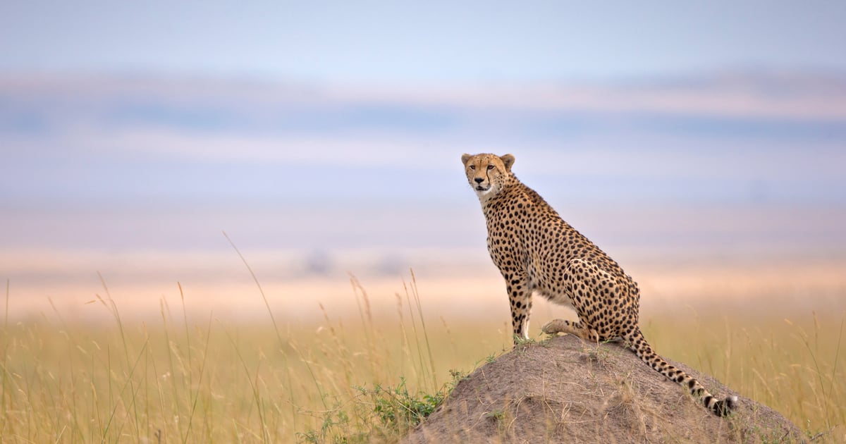 Bing Wallpaper - December 3, 2025 Japan