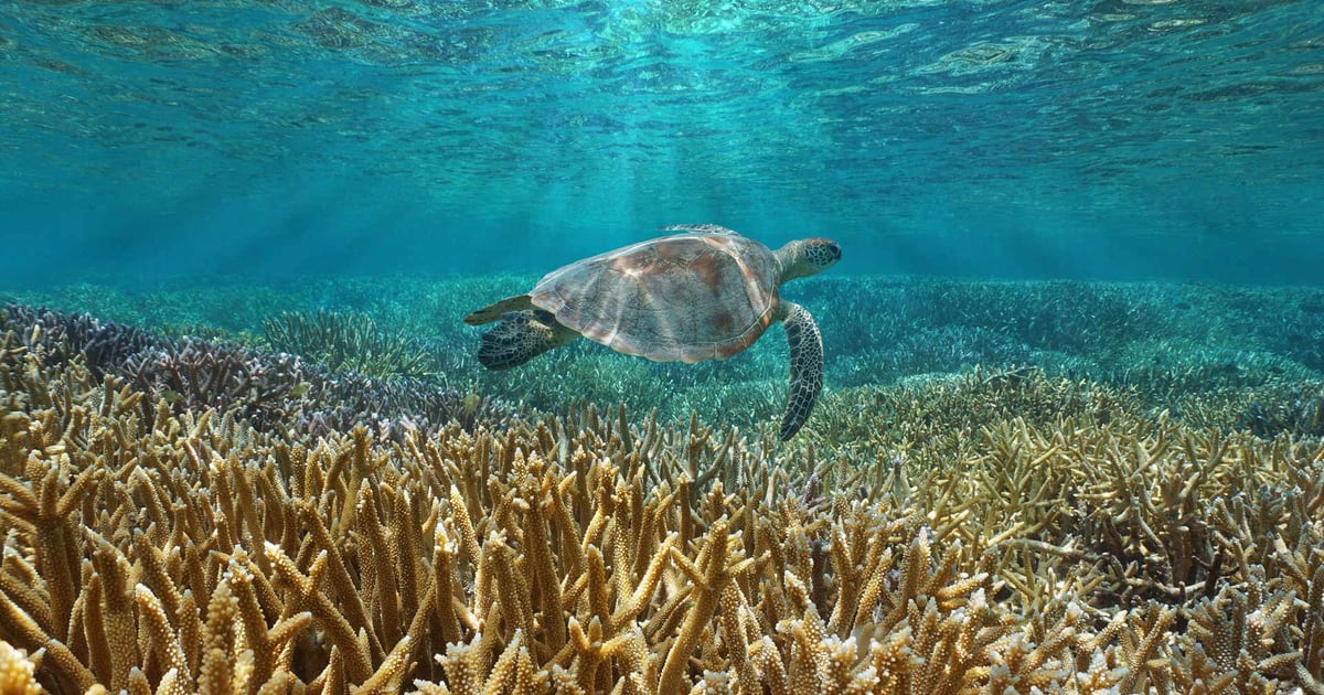 Bing Wallpaper - December 28, 2024 United States