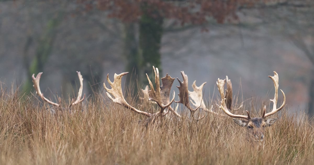 Bing Wallpaper - January 15, 2026 France