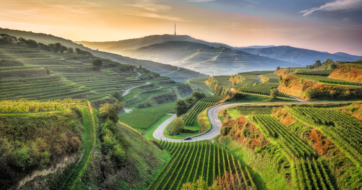 Bing Wallpaper - September 1, 2025 New Zealand