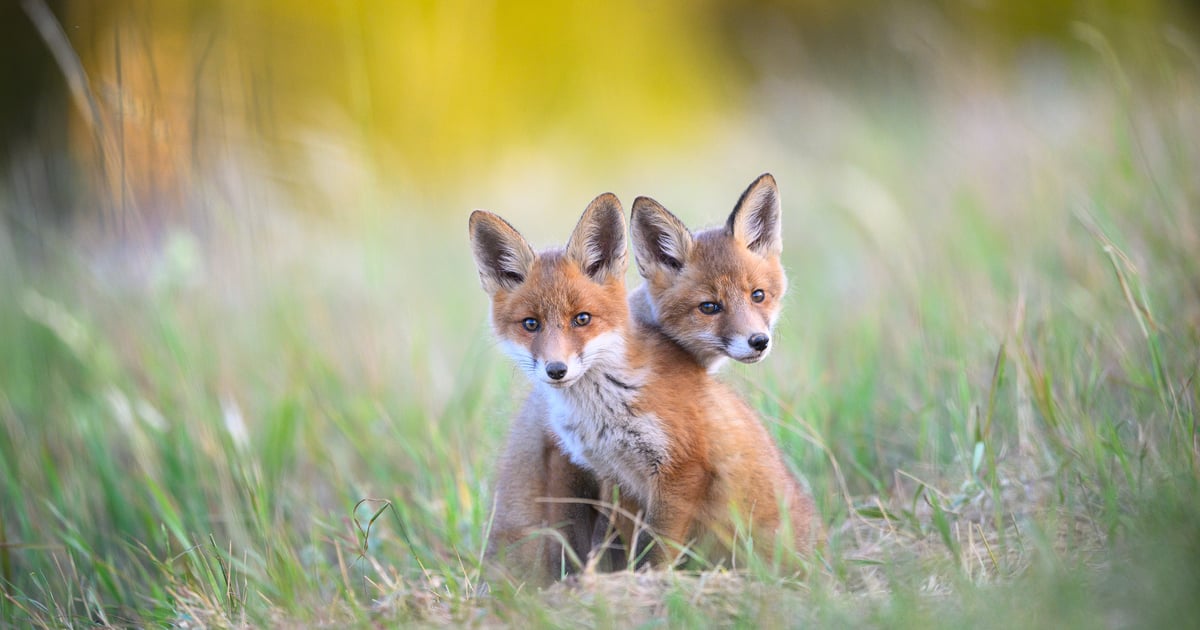 Bing Wallpaper - April 9, 2026 India