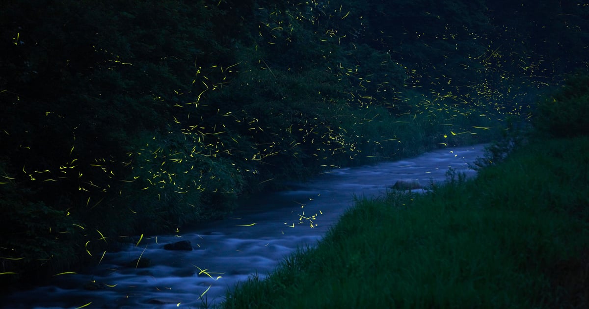 Bing Wallpaper - May 28, 2021 Japan