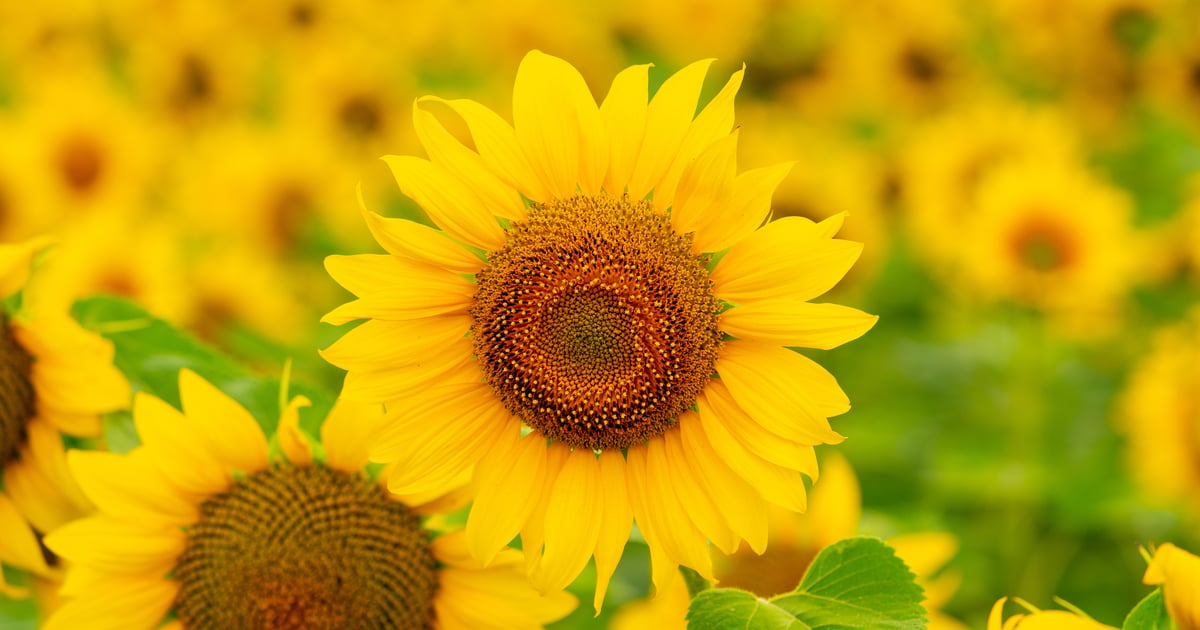 Bing Wallpaper - August 3, 2025 Worldwide