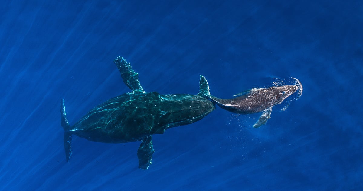 Bing Wallpaper - March 24, 2021 Australia