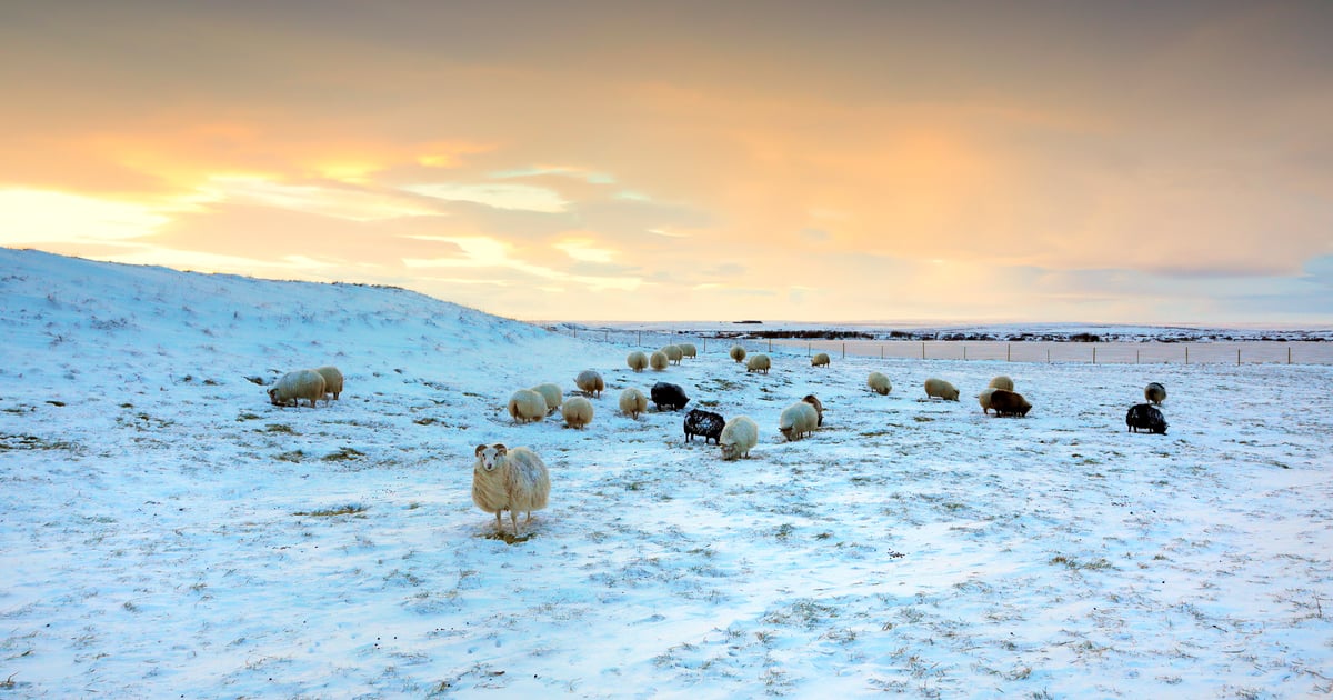 Bing Wallpaper - January 23, 2026 New Zealand