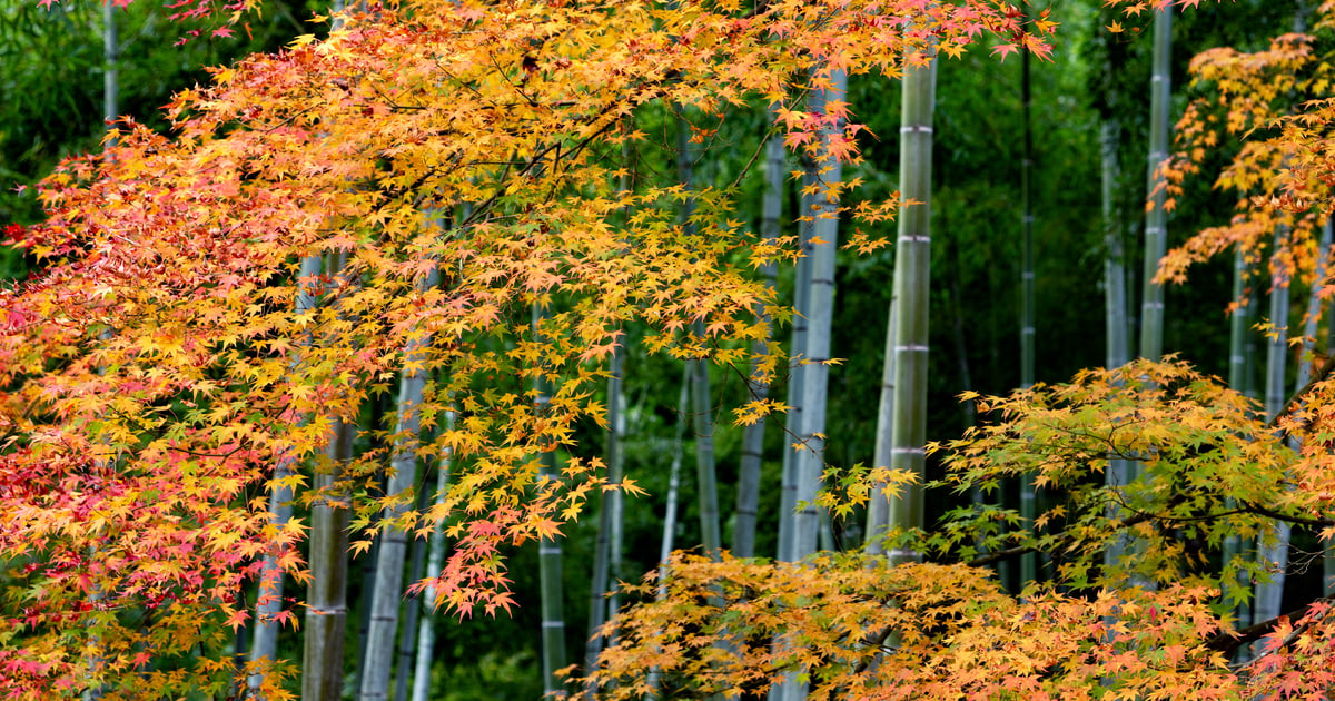 Bing Wallpaper - November 1, 2025 France