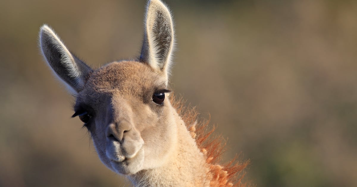 Bing Wallpaper - December 9, 2025 Australia