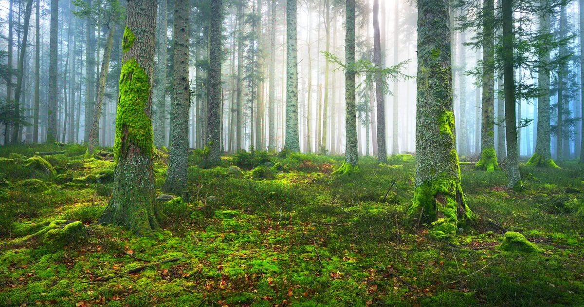 Bing Wallpaper - December 6, 2025 India