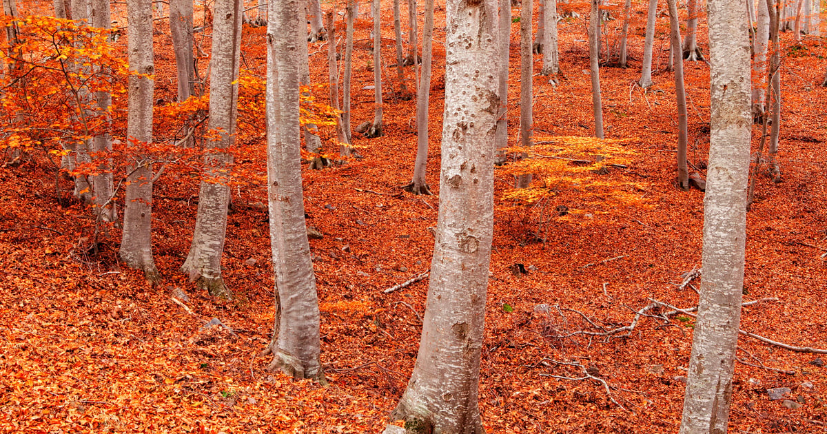 Bing Wallpaper - November 5, 2025 Australia