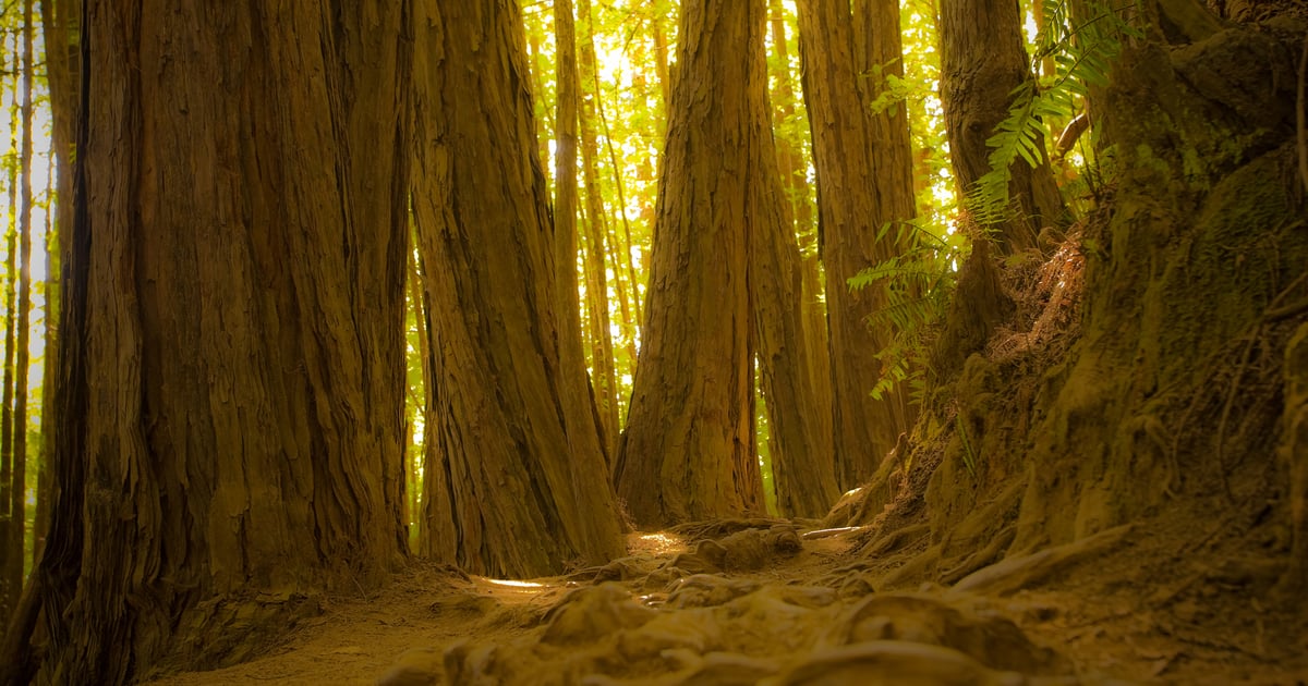 Bing Wallpaper - January 9, 2026 Australia
