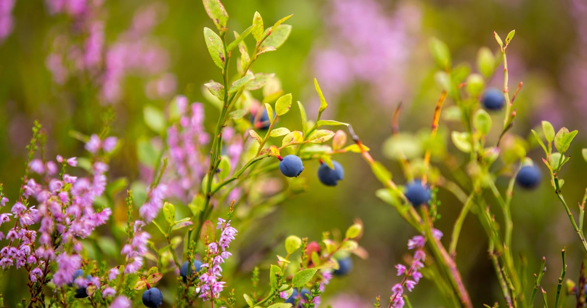 Bing Wallpaper - July 8, 2024 United States