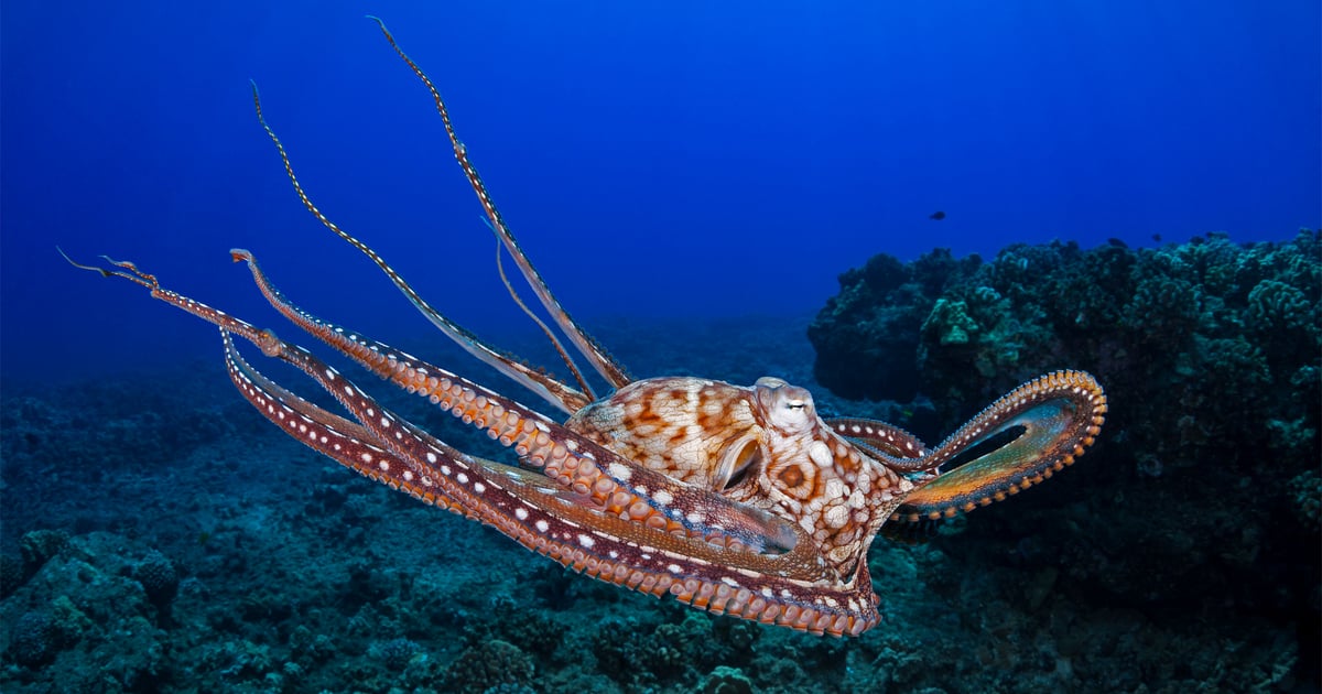 Bing Wallpaper - October 7, 2025 India