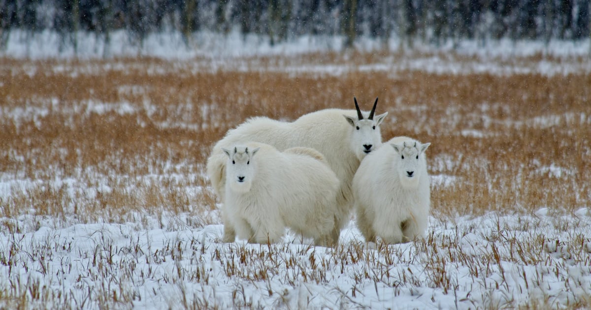 Bing Wallpaper - December 28, 2021 China