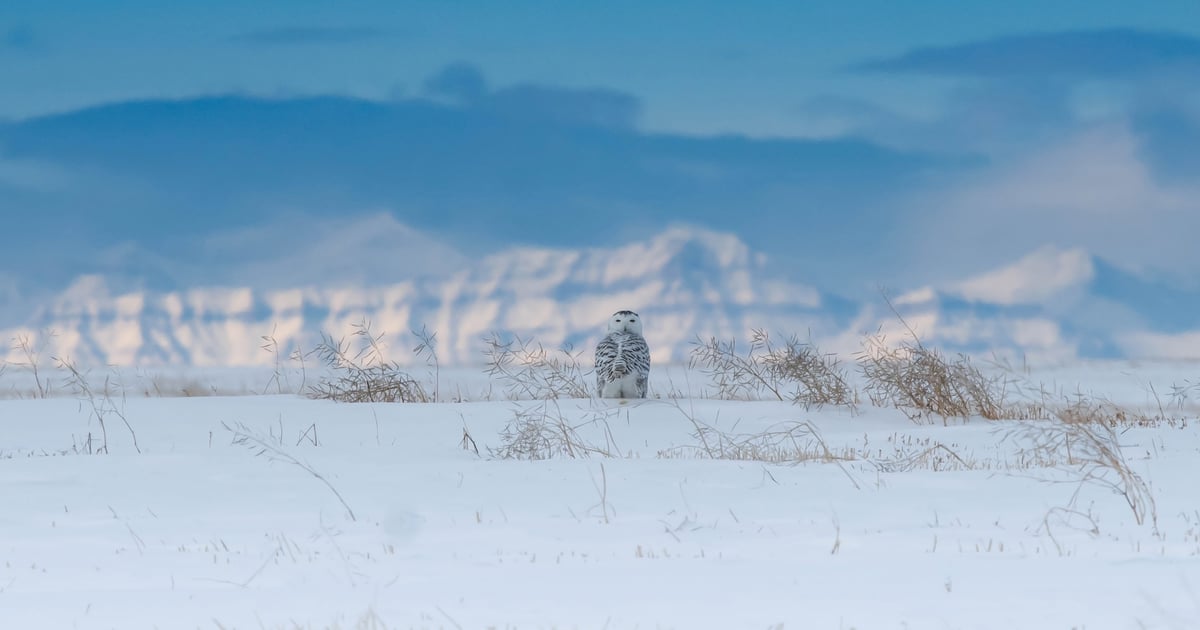 Bing Wallpaper - March 1, 2026 Canada