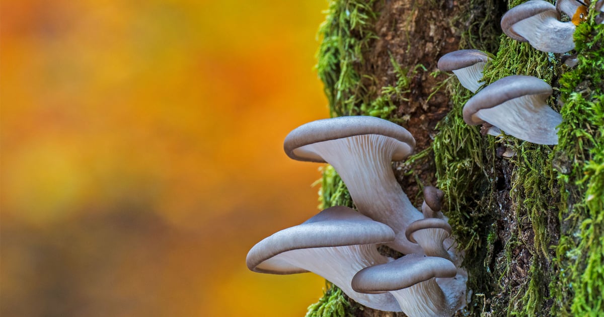 Bing Wallpapers for August 2020 - France