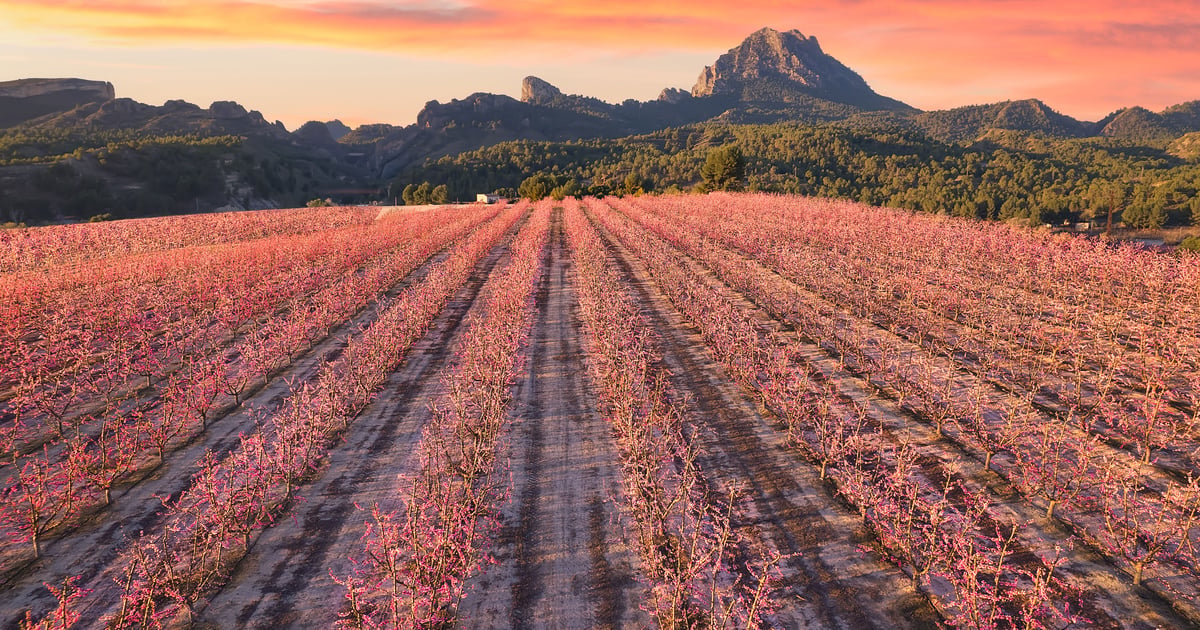 Bing Wallpaper - March 11, 2026 Canada