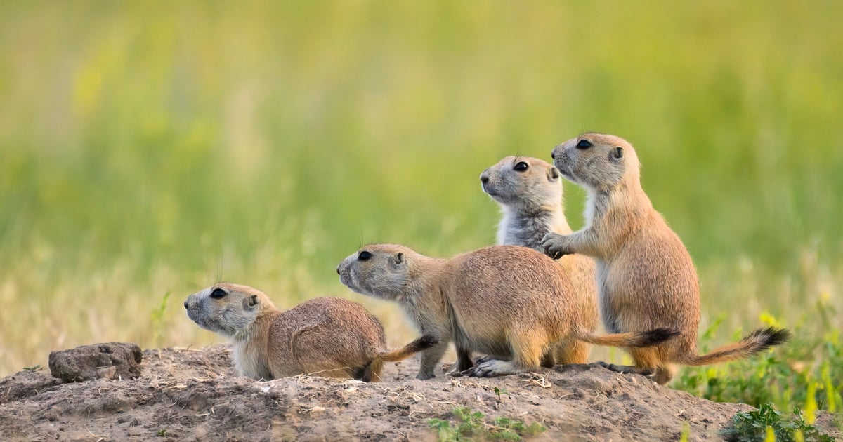 Bing Wallpaper - November 10, 2025 Australia