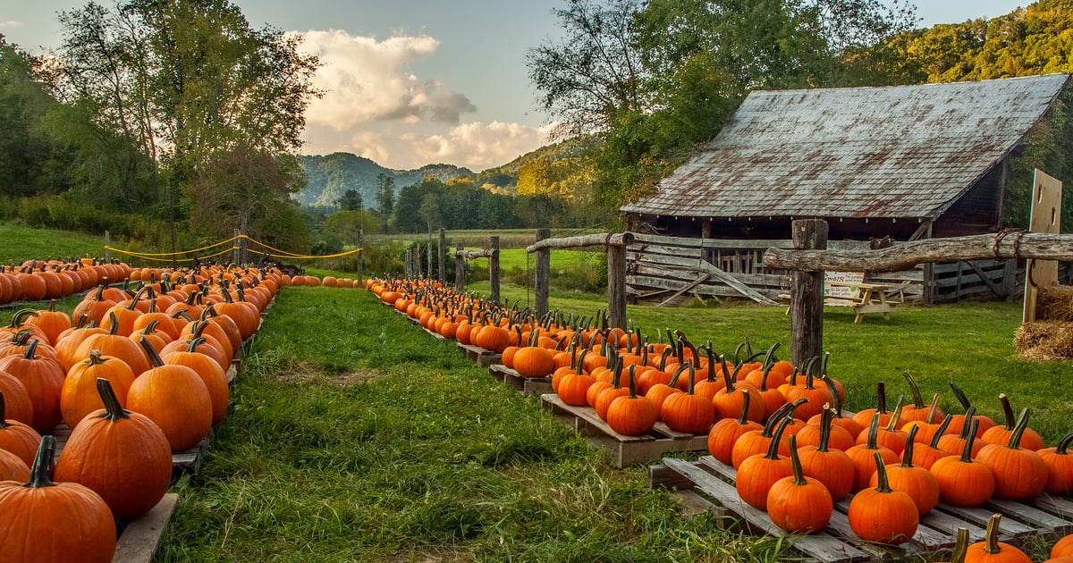 Bing Wallpaper - October 26, 2025 Worldwide