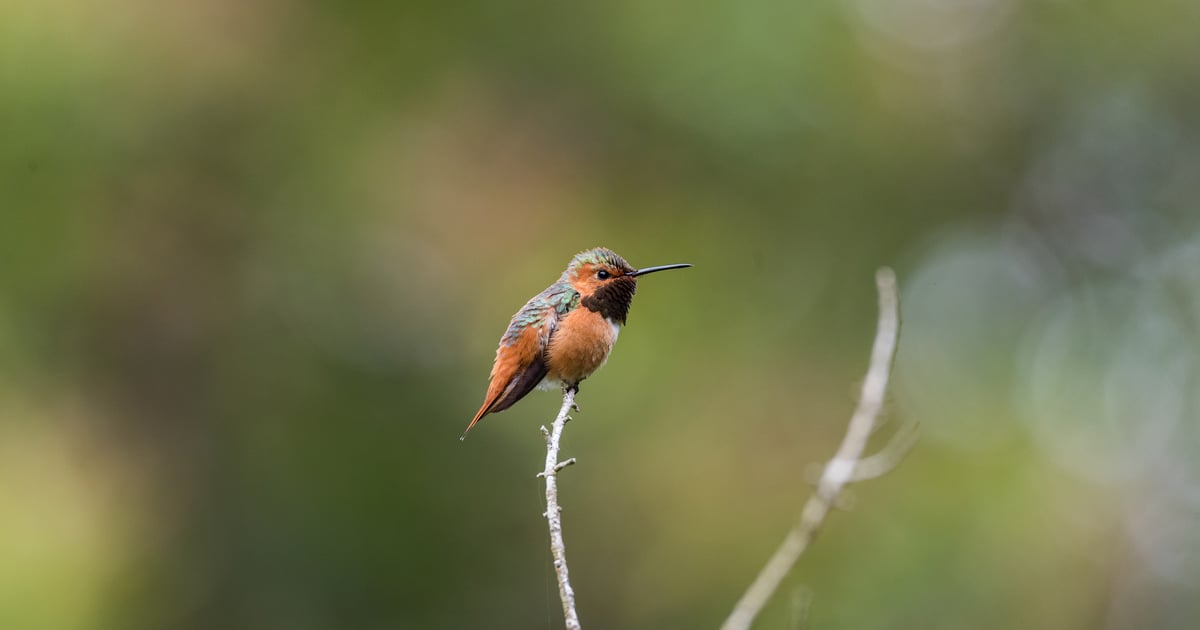 Bing Wallpaper - September 6, 2025 Brazil