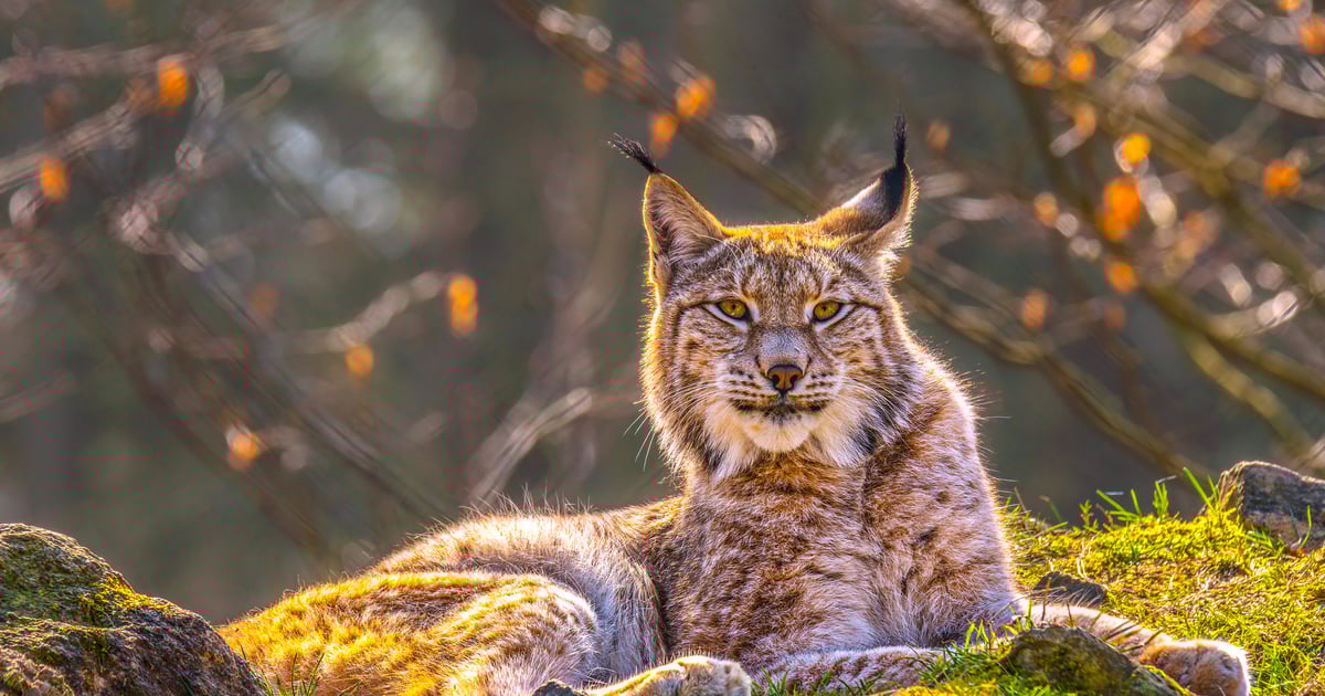 Bing Wallpaper - October 16, 2025 Worldwide