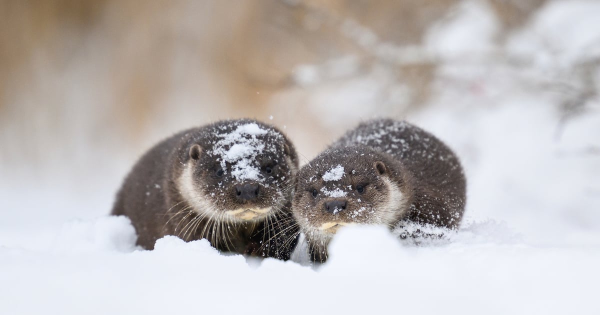 Bing Wallpaper - January 11, 2026 Spain