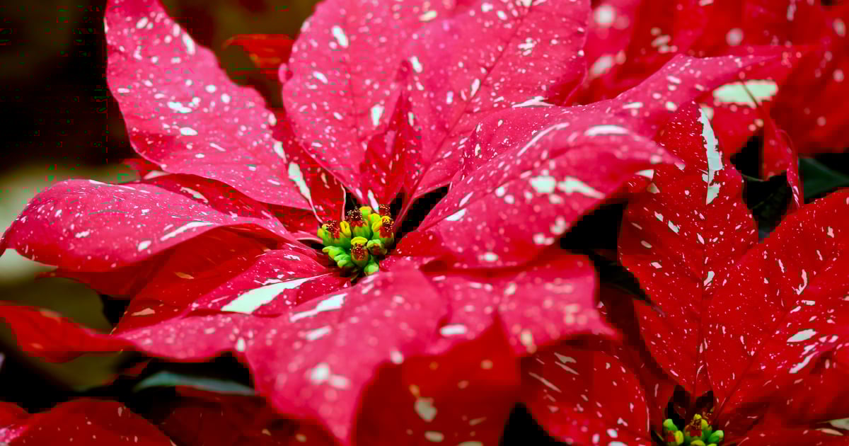 Bing Wallpaper - December 12, 2025 Worldwide