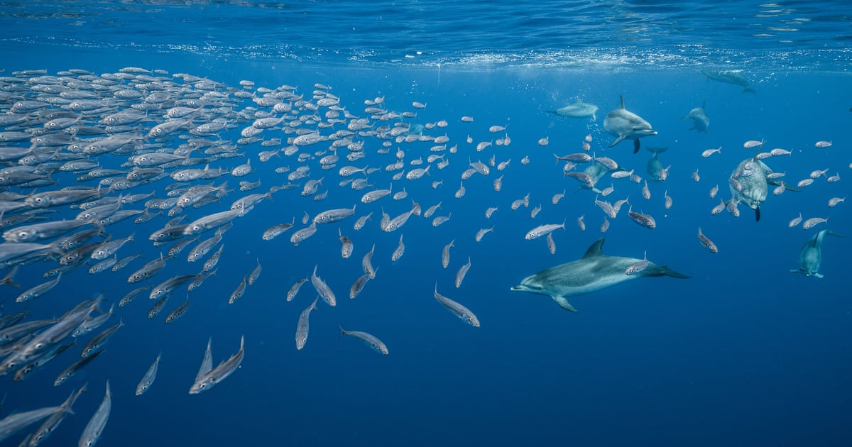 Bing Wallpaper - April 14, 2025 Worldwide