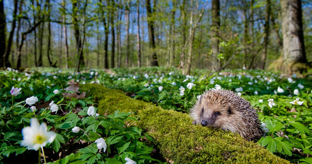 Bing Wallpaper - April 21, 2026 Worldwide