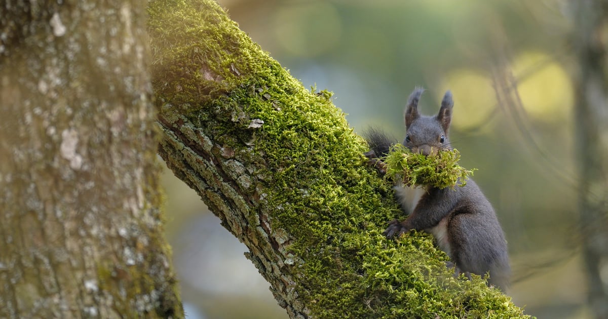 Bing Wallpaper - September 9, 2025 Canada