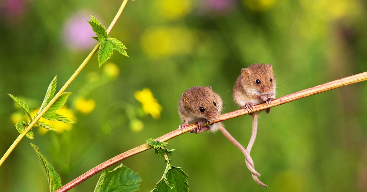 Bing Wallpaper - November 10, 2019 France