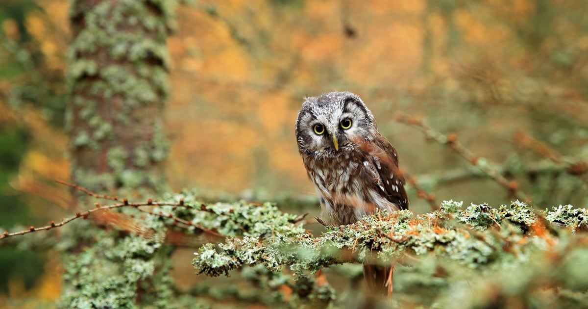 Bing Wallpaper - October 5, 2025 Worldwide