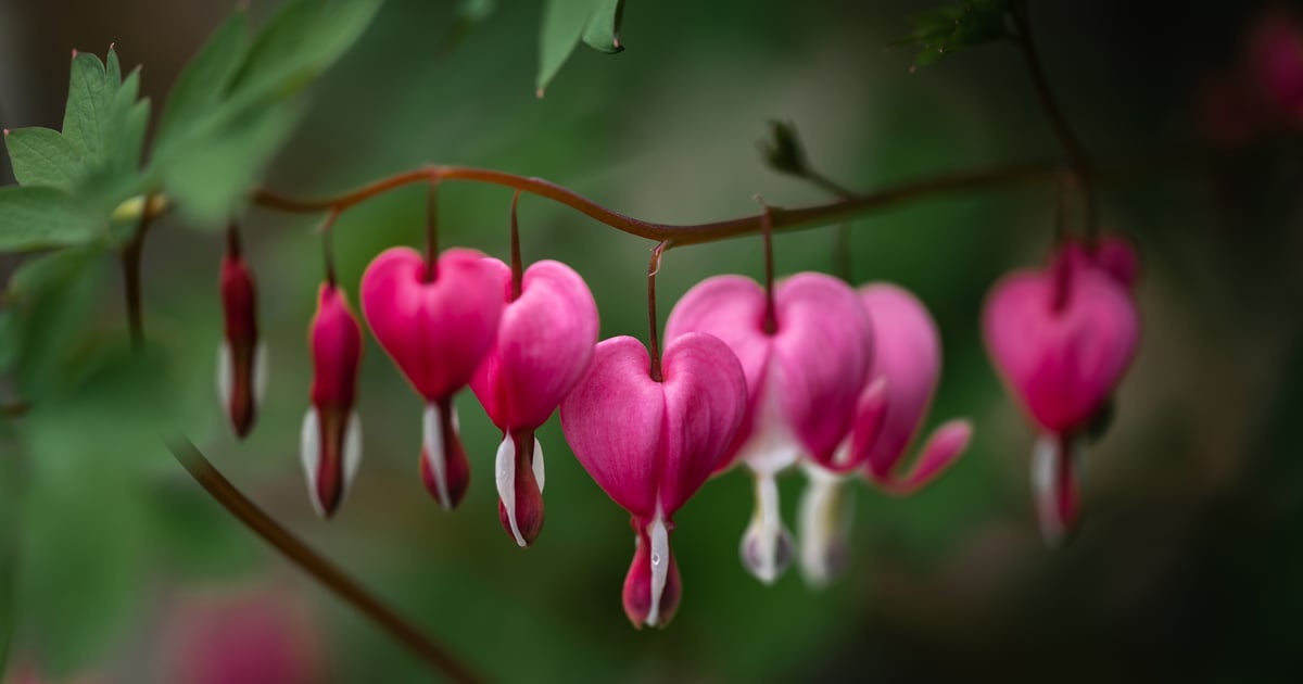 Bing Wallpaper - February 14, 2026 Worldwide