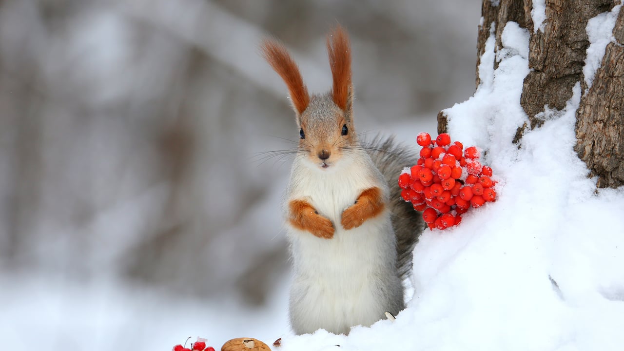 Bing Wallpaper - January 21, 2026 United States