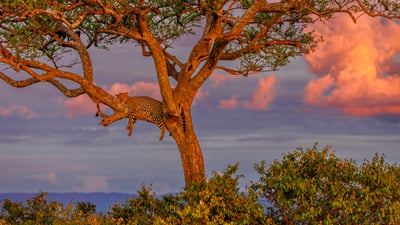 Bing Wallpaper - May 5, 2026 United States